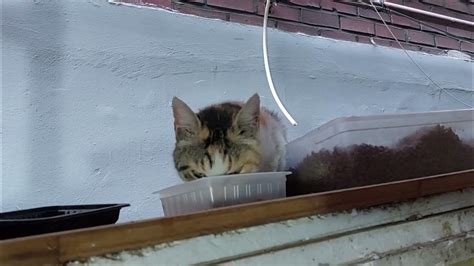 까칠이 이쁜이 식사중 Youtube