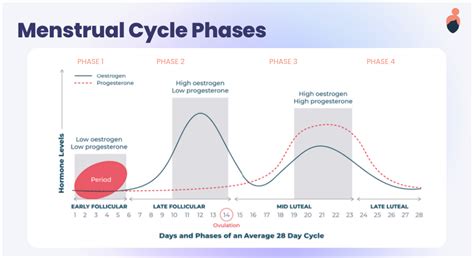 The Menstrual Cycle Phases Hormones And Their Functions Elara Care