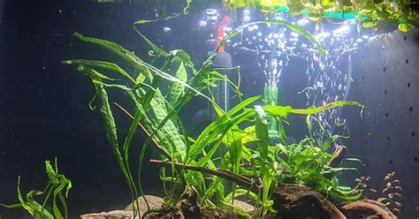 Cycling A Divided Dual Betta 20 Gallon Long Tank For My Nephews