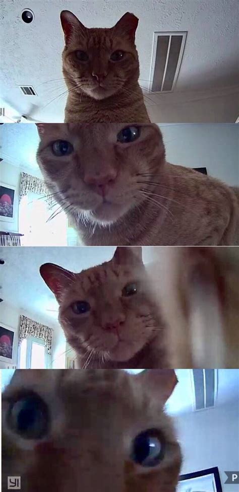 Finding The Motion Sensor Camera While Im On Vacation Scrolller