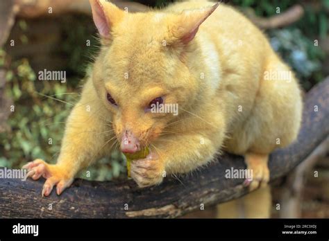 Close Up Of Golden Brushtail Possum Eating The Light Color Is A