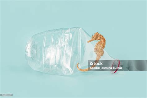 고립된 파스텔 청록색 배경에 구겨진 플라스틱 병에 갇힌 해마와 함께 바다와 자연 오염에 대한 최소한의 창의적인 환경 개념 멸종