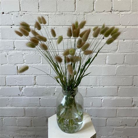 Dried Grass Hares Tails Lagurus Bundle Of 50 Stems British Flowers Direct By Evolve Flowers
