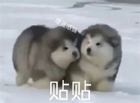搞笑表情包图片设计幽默搞笑图片乐美图网
