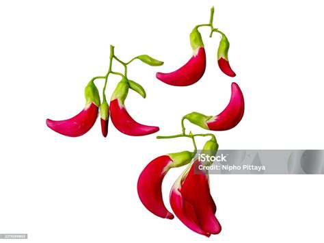 깨끗한 흰색 배경에 고립 된 Sesbania Grandiflora 꽃의 아름답게 배열 된 클러스터 생생한 색상과 복잡한 디테일은 이 열대 꽃의 우아함을 보여줍니다 0명에