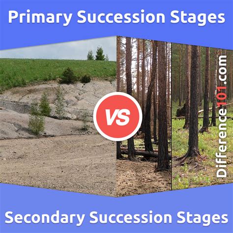Difference Between Primary And Secondary Succession