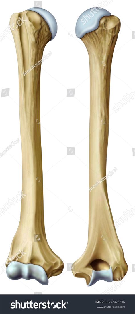View Front Side Human Humerus Stock Illustration 278028236 Shutterstock
