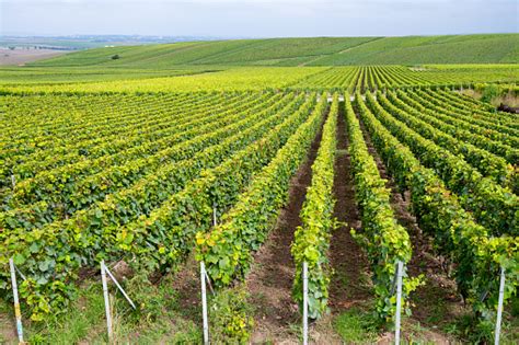 프랑스 샴페인 베르제네이 근처 몬타뉴 드 랭스의 유명한 샴페인 하우스의 그린 피노 누아 그랜드 크루 포도원에서 보기 0명에 대한 스톡 사진 및 기타 이미지 Istock