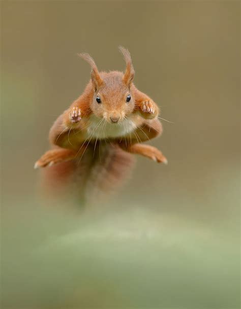 50 Adorable Pics To Celebrate Squirrel Appreciation Day Bored Panda