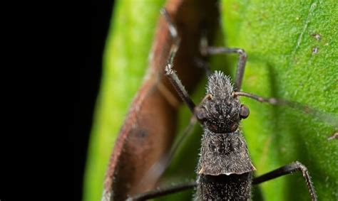 Premium Photo Close Up Of Grasshopper On Rusty Metal