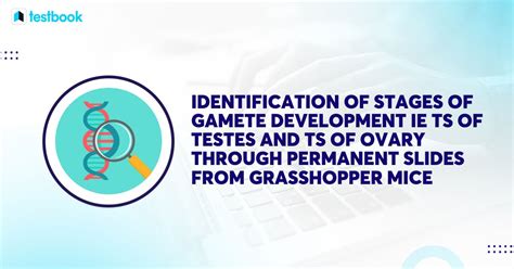 Stages Of Gamete Development Ts Of Testes And Ovary In Mice Testbook