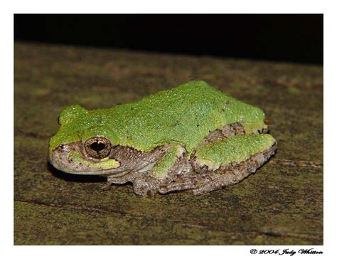 Gray Treefrog By Tazzy On Deviantart