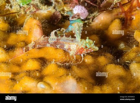 Miracle Triplefin Enneapterygius Miribilis Tulamben Bali Indonesia