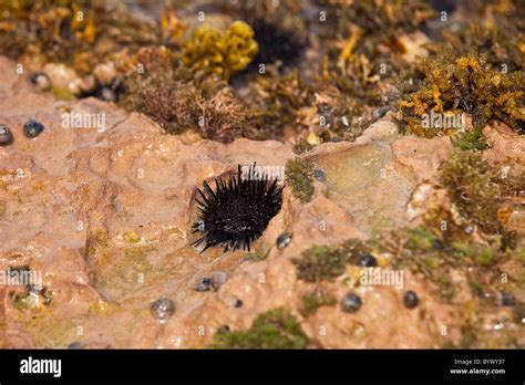Sea Urchins At La Playuela Beach At Cabo Rojo Wildlife Preserve Puerto