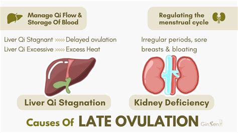 Late Ovulation And Pregnancy With Chinese Medicine Ginsen