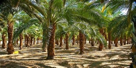روش های آبیاری خرما آریا دریپ