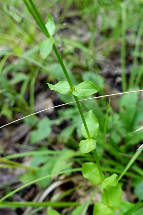 Sabatia Angularis Rose Pink Wildflowers Of The National Capital Region