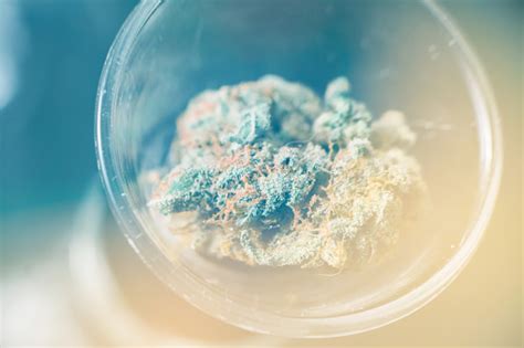 마리화나 대마초 매크로 Trichomes 마리화나 꽃 Sativa와 Indica 봉 골에서 개념 세계와 미국에 있는 마리화나의
