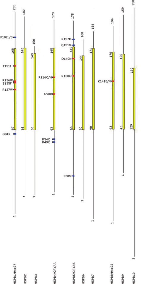 2 Overview Of Small Hsps And Localization Of The Different Mutations Download Scientific