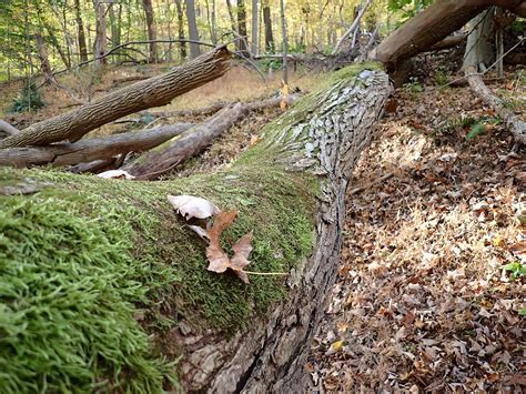 Fallen Tree Moss Nature Free Photo On Pixabay Pixabay
