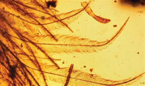 99 Million Year Old Dinosaur Tail Found Immaculately Preserved In Amber