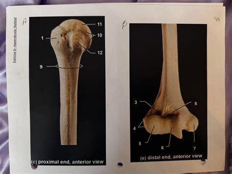Humerus Diagram Quizlet