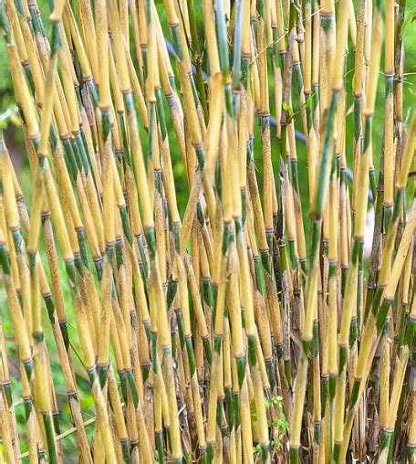 Plant Bamboo Japanese Arrow Bamboo Greenverz