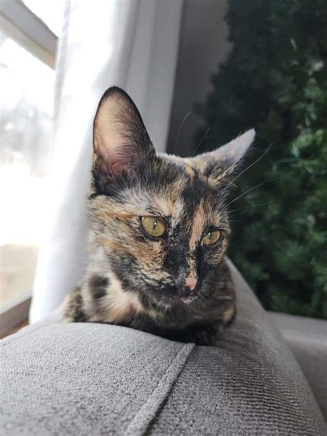 Skin Issues From Allergies Thecatsite