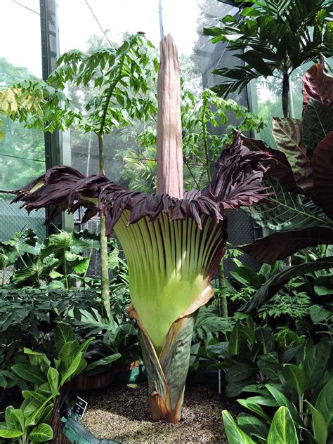 La Espectacular Biología Del Aro Gigante La Planta Que Huele A Muerto