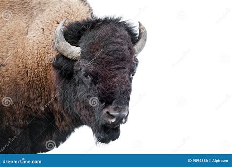 Big Head Of Bison Behind A Fence Stock Image 84682183