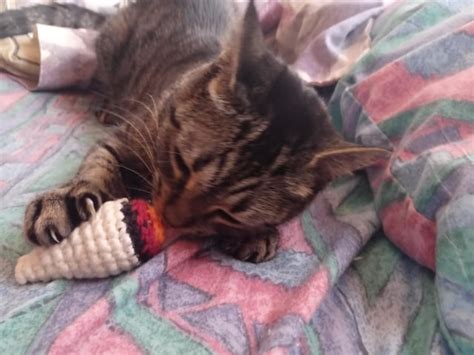 Prototype Catnip Joint Rcrochet