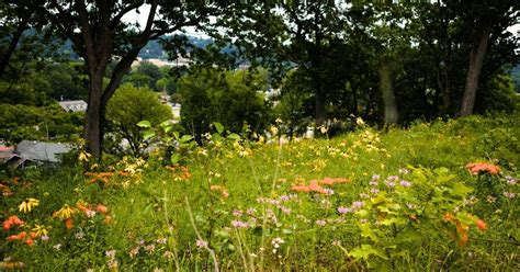 The Prairie Preacher Preserving Appalachias Grasslands What Types