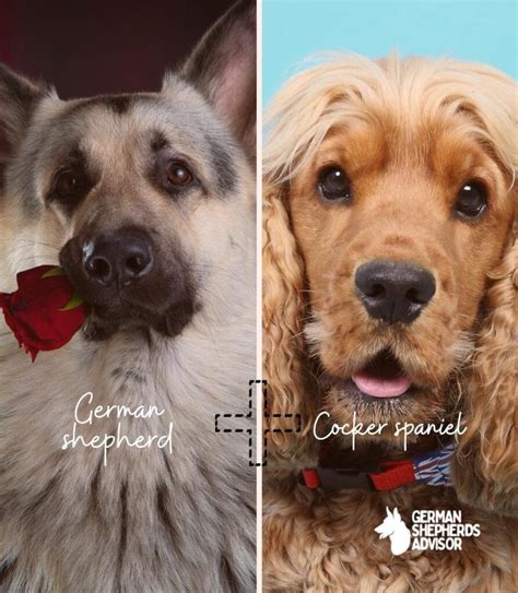 German Shepherd Cocker Spaniel Mix A Unique Yet Trendy Mix Mixed