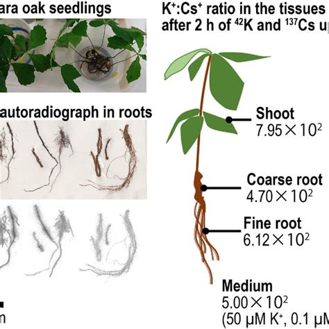 Measurement Of The Uptake Rate Of Potassium And Caesium By Ri Tracer