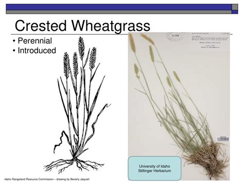 Ppt Grasses Flashcards Powerpoint Presentation Free Download Id