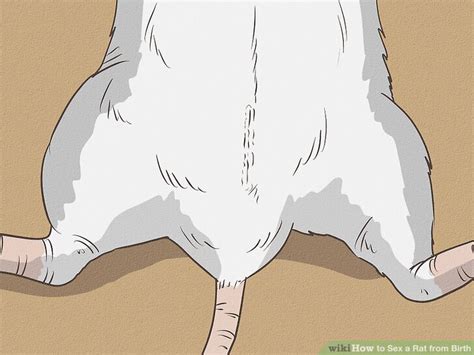 How To Sex A Rat From Birth Steps With Pictures Wikihow