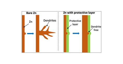 Phase Field Simulation Of A Dynamic Protective Layer For The Inhibition Of Dendrite Growth In