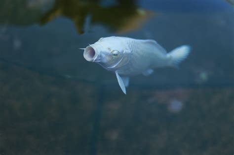How To Make Paper Fish Fins