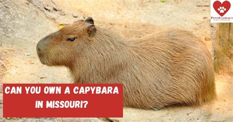 Can You Own A Capybara In Missouri Things To Know Beforw You Keep A