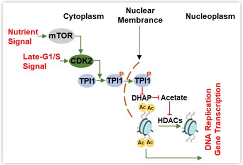 Nat Metab 赵世民团队合作发现营养物信号调控表观遗传新通路 生物通
