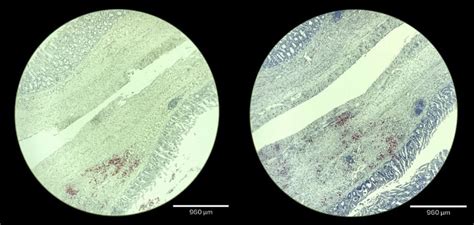 Cat B Comparison Of Fipv 3 70 Ihc And Rna Ish Using The Fipv Orf1ab