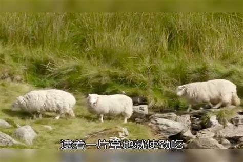 为什么要在绵羊群里放一两只山羊 只山羊 绵羊