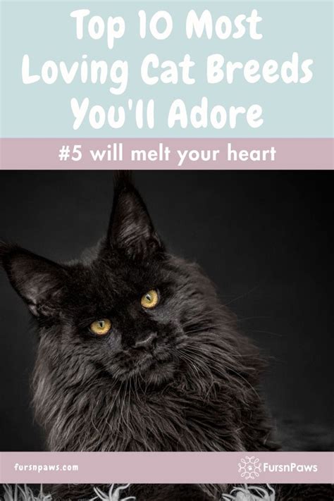 10 Most Affectionate Cat Breeds Artofit