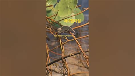 귀여운 아기 카멜레온이 태어났어요 베일드카멜레온 마이렙타일 베일드카멜레온 카멜레온 인천파충류샵 Youtube