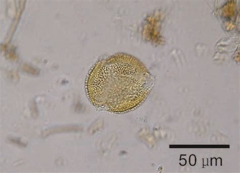 Forestry And Forest Products Research Instituteproposing A Method To