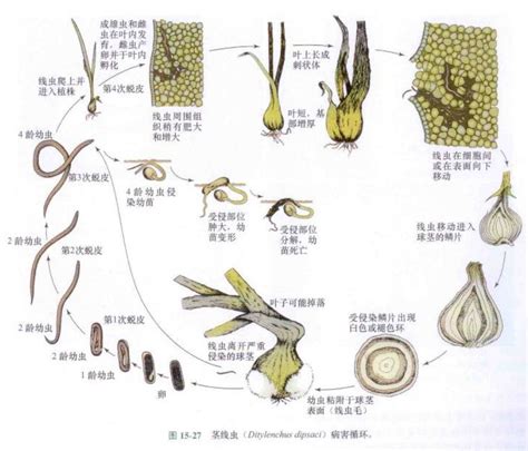 我国危害最大的十大植物线虫 植株