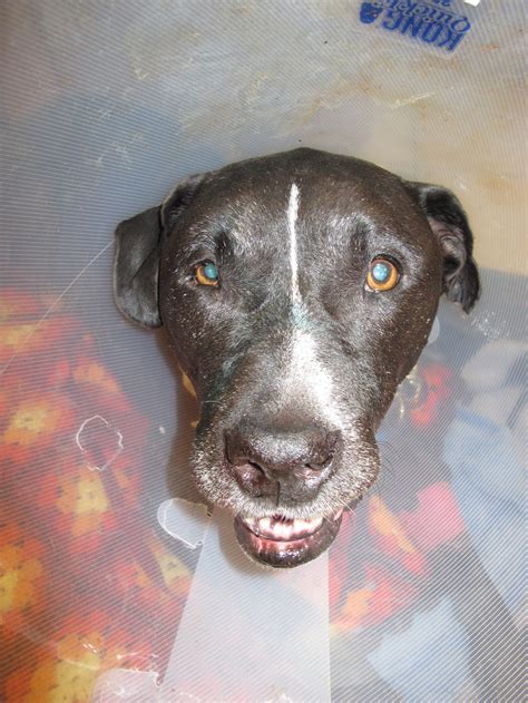 Maxillectomy Caudal — Dr Julius M Liptak