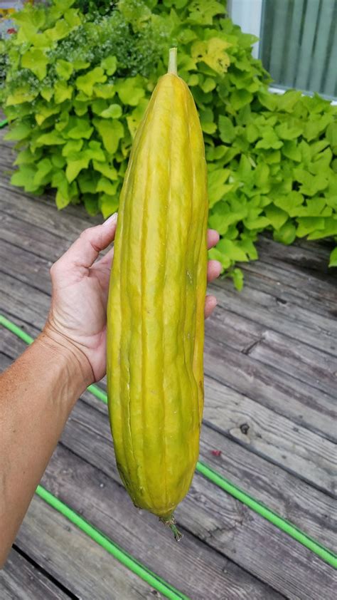 Gourd Luffa