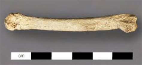 2 Wolf Metacarpal Sh7 24 Left Mcii From Stanton Harcourt Download
