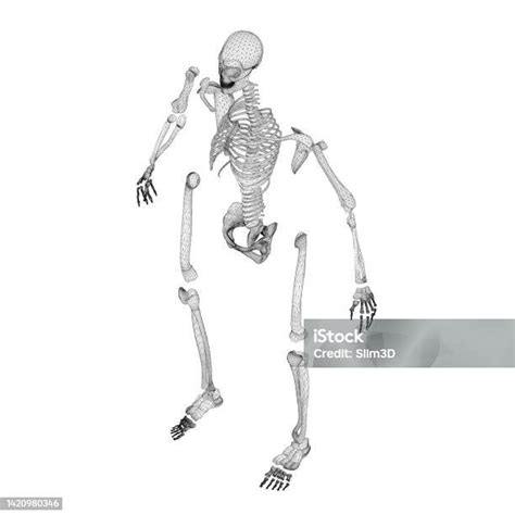 흰색 배경에 고립 된 검은 선에서 분해 된 인간 골격의 와이어 프레임 아이소메트릭 뷰 3d 벡터 일러스트레이션 3차원 형태에